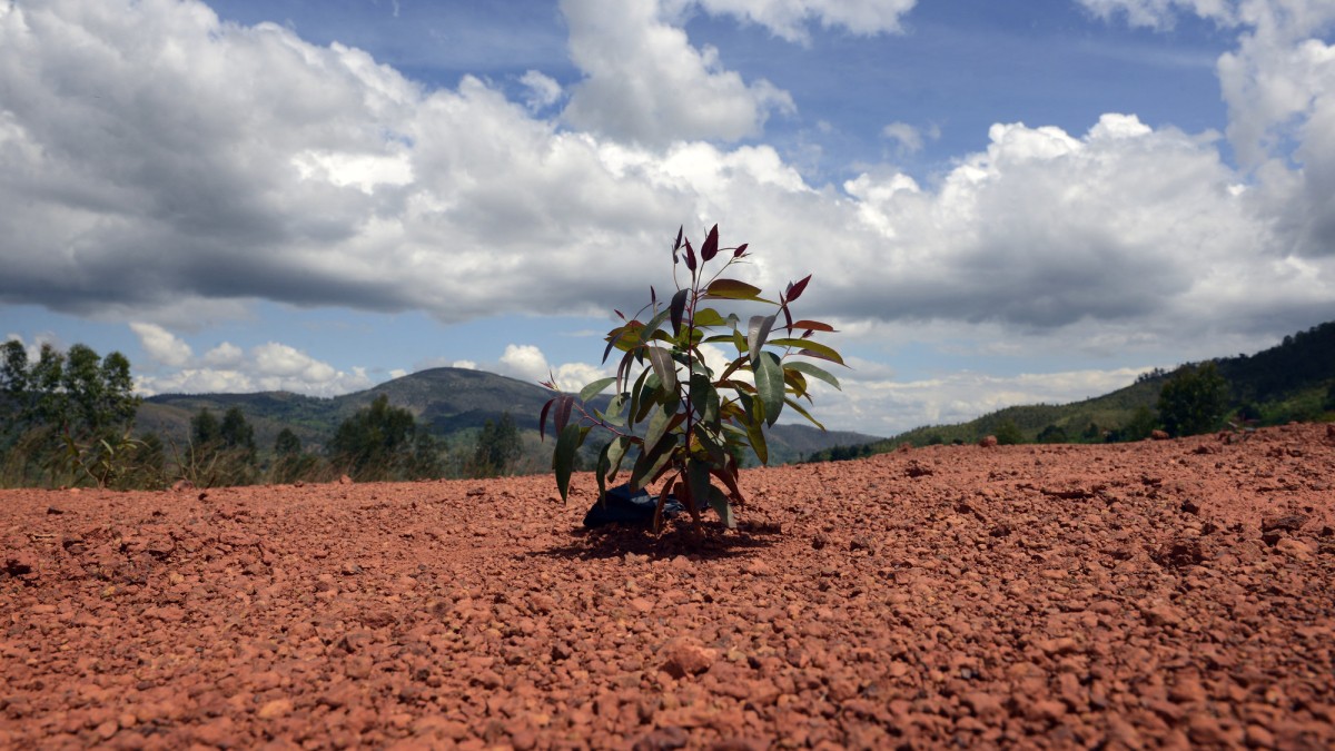 What is Concern doing to fight the effects of climate change? | Concern ...