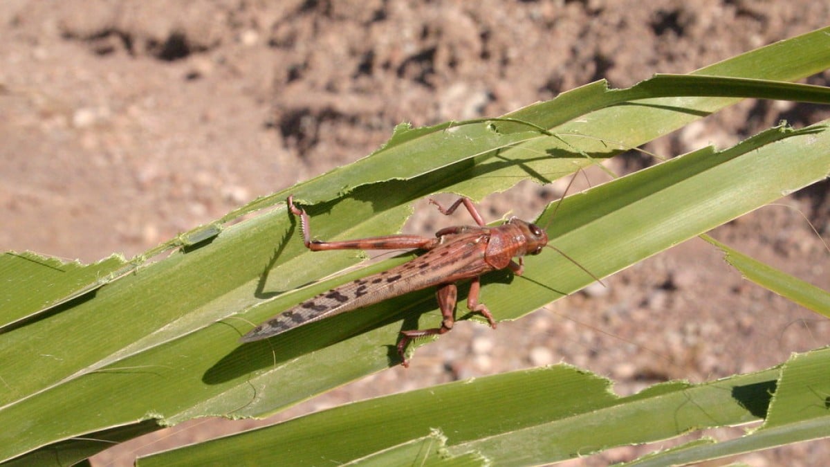 How locusts are threatening people’s survival in East Africa | Concern ...