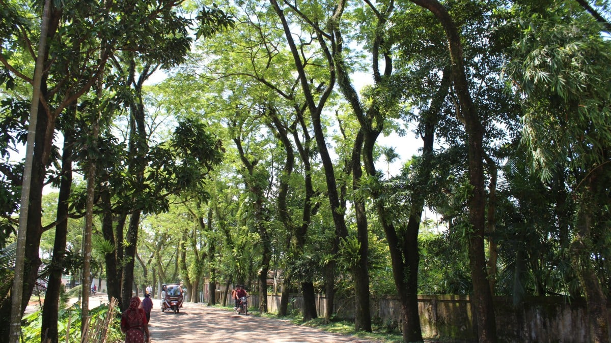 How tens of thousands of trees in Bangladesh are reducing the impacts ...