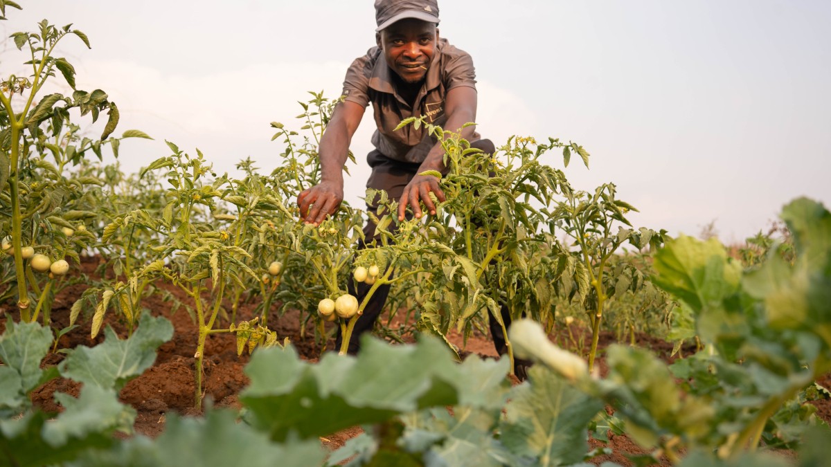 How can agriculture help solve world hunger? | Concern Worldwide